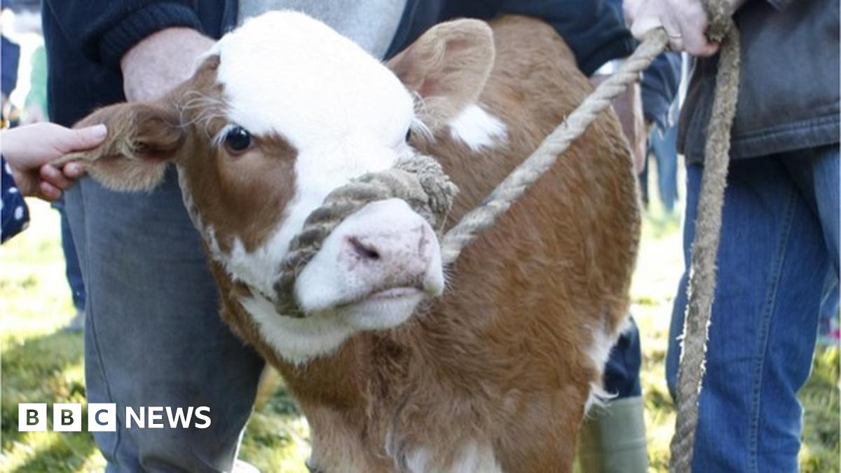 Runaway cow and calf rescued from County Meath island - BBC News