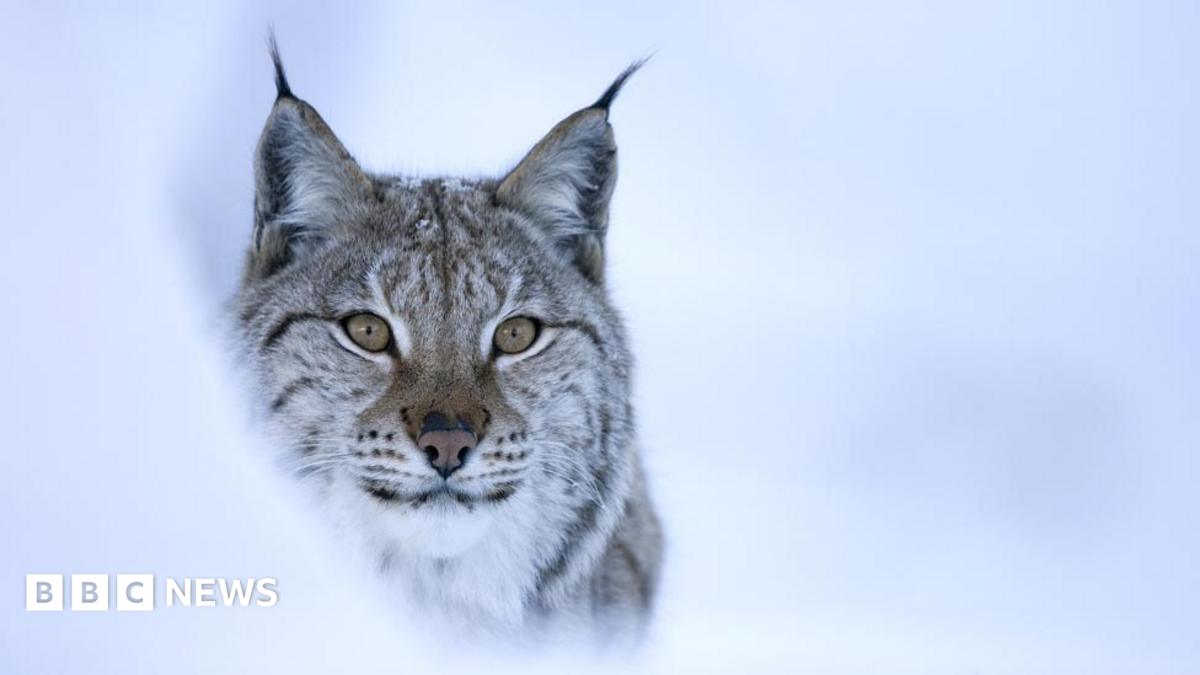 Experts to promote wild lynx effect for Scotland - BBC News
