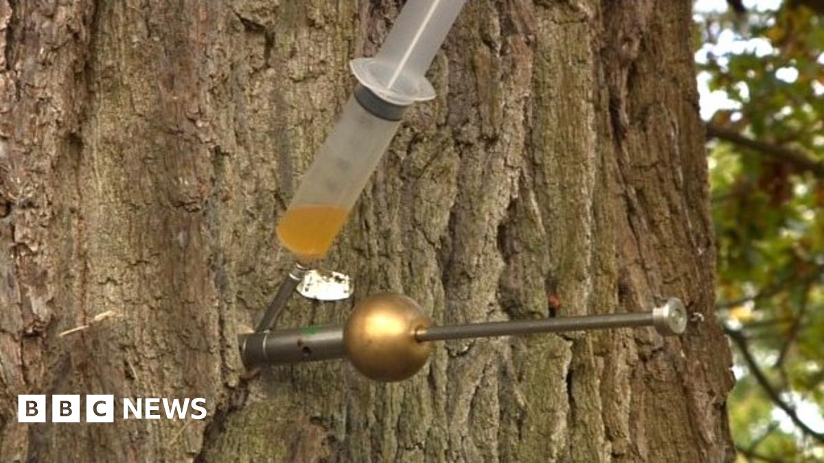 Garlic injection could tackle tree diseases - BBC News