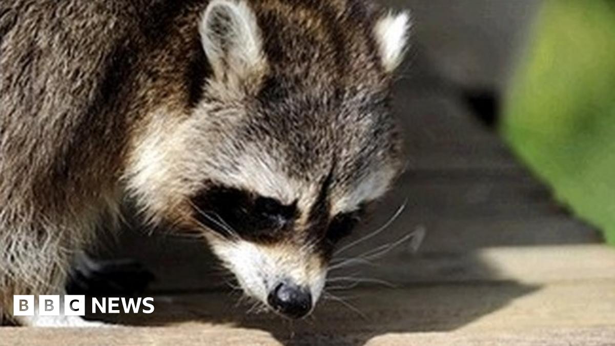 Russia: Escaped raccoon prompts two-week chase - BBC News