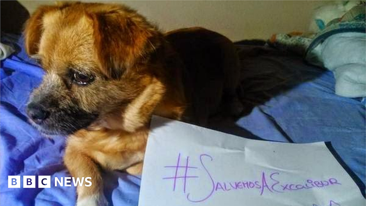 Protests in Spain as 'Ebola dog' is put down - BBC News