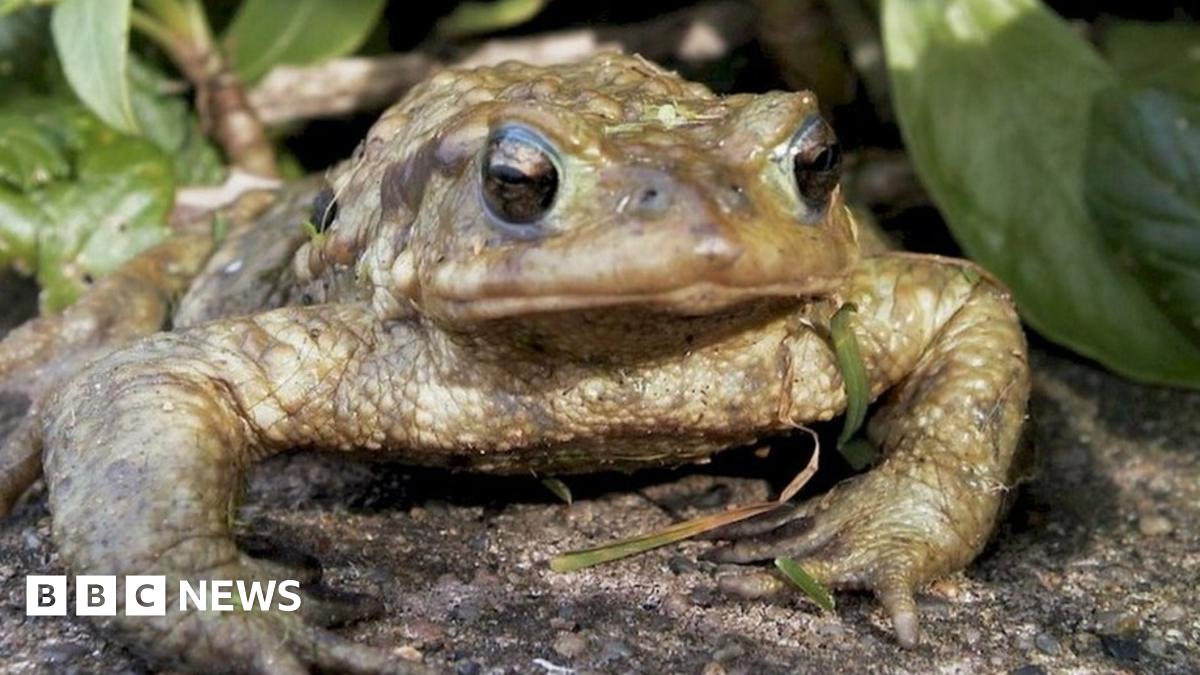 Jersey toad is unique species, say experts - BBC News