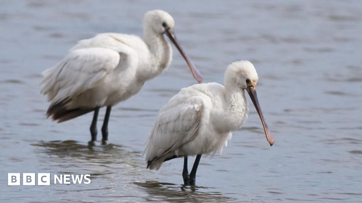 Brownsea Island Spoonbills' 'record-breaking sighting' - BBC News