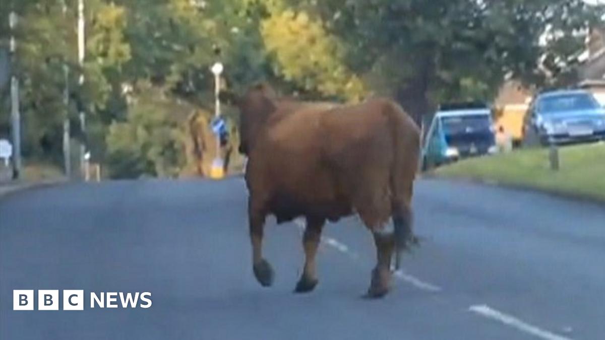 Peta calls for investigation over Norwich cow shootings - BBC News