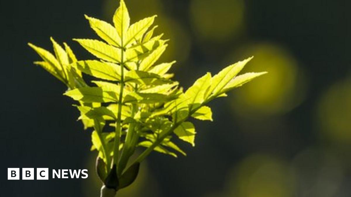 Climate change: Models 'underplay plant CO2 absorption' - BBC News