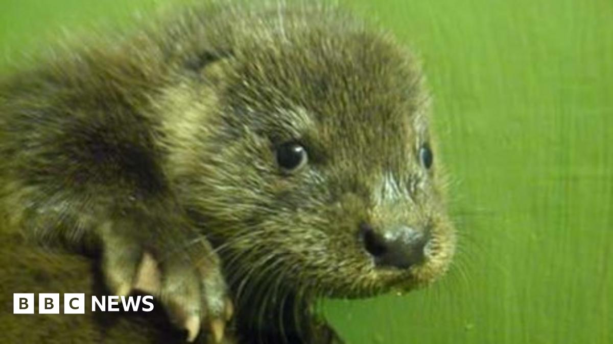 The lifespan of otters in Scotland to be investigated - BBC News