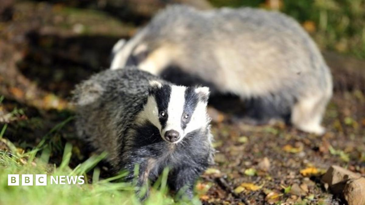 Protesters blamed for Gloucestershire badger cull failure - BBC News