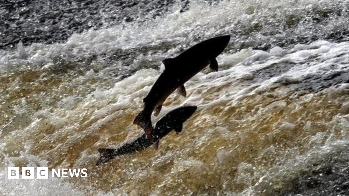 Rivers Wansbeck and Blyth opened to breeding fish again - BBC News