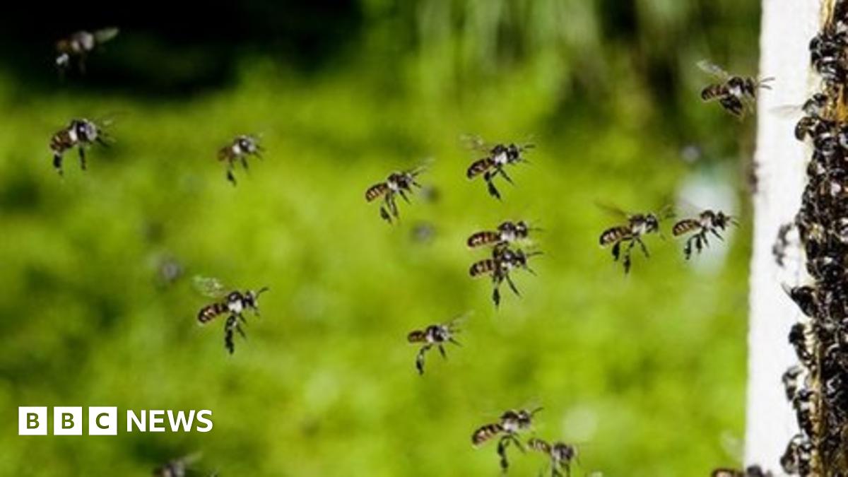 Aussie bees fight 'hive wars' - BBC News