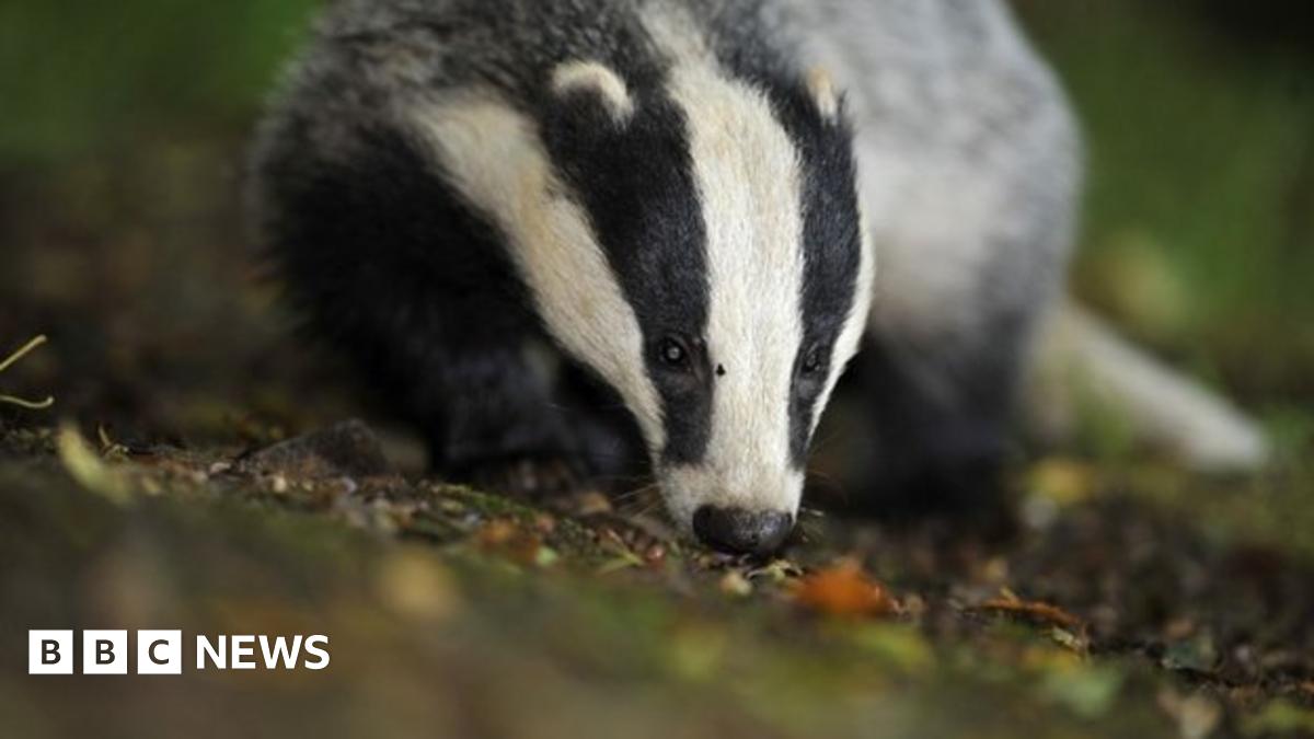 Badger campaigners lose Court of Appeal legal battle - BBC News