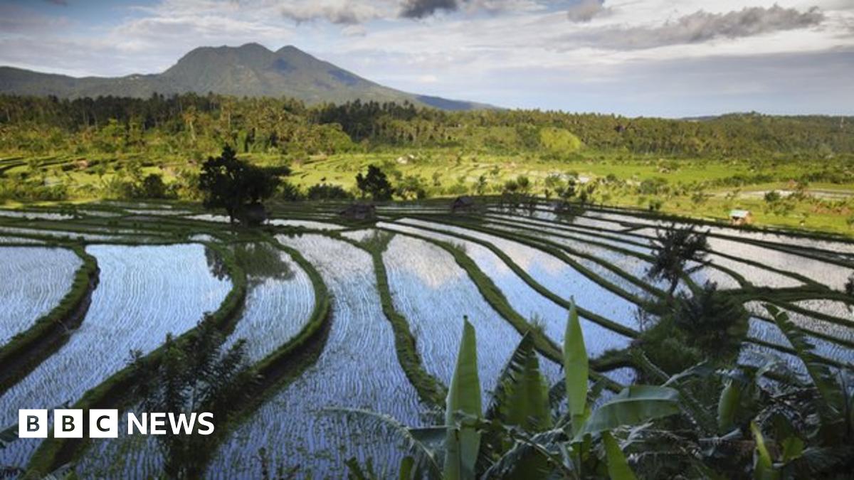 Bali murder victim from UK killed on orders of wife, police say - BBC News