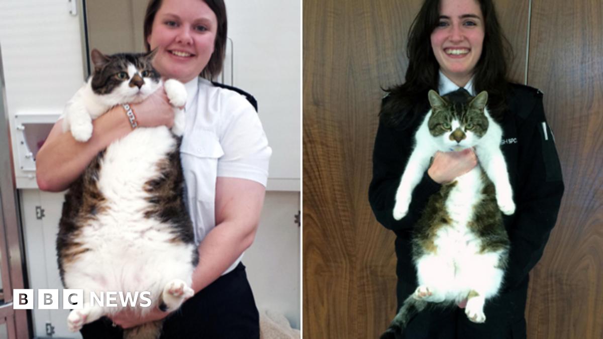 Heavy cat Mr Pickles loses almost half his weight - BBC News