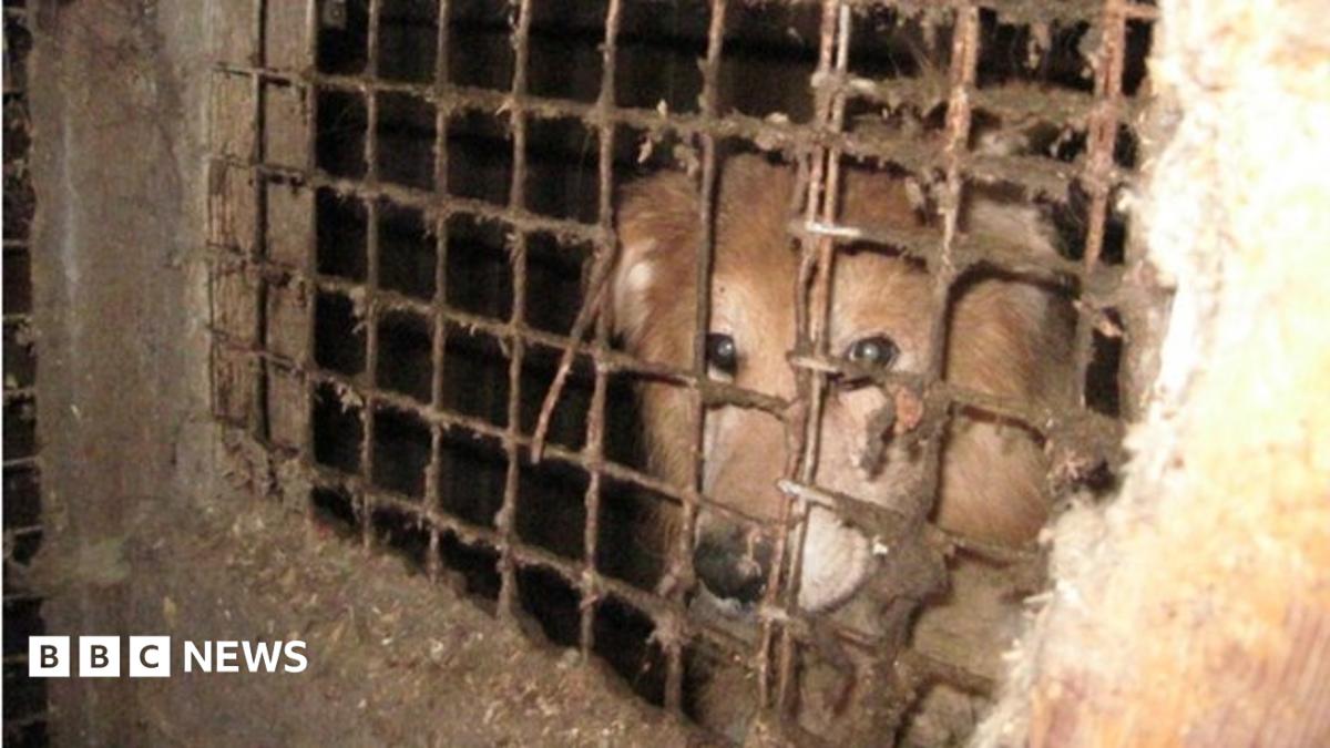 SSPCA hits out after animals returned to neglect woman - BBC News