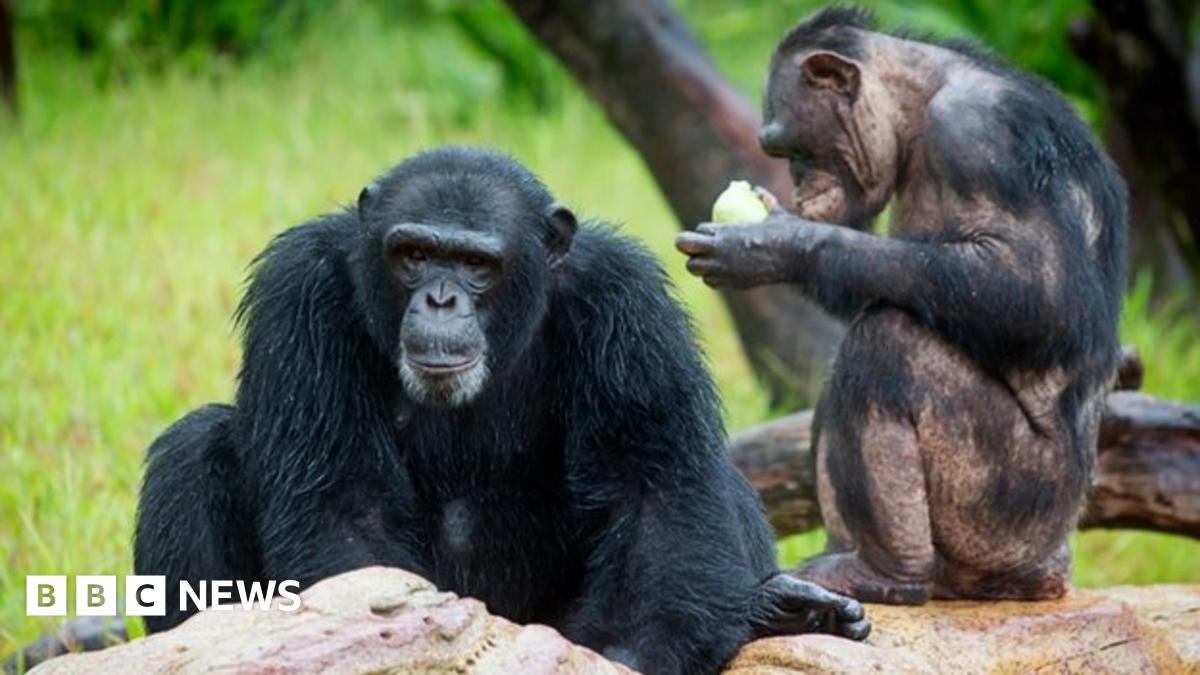 Chimps filmed raiding farms to find food - BBC News