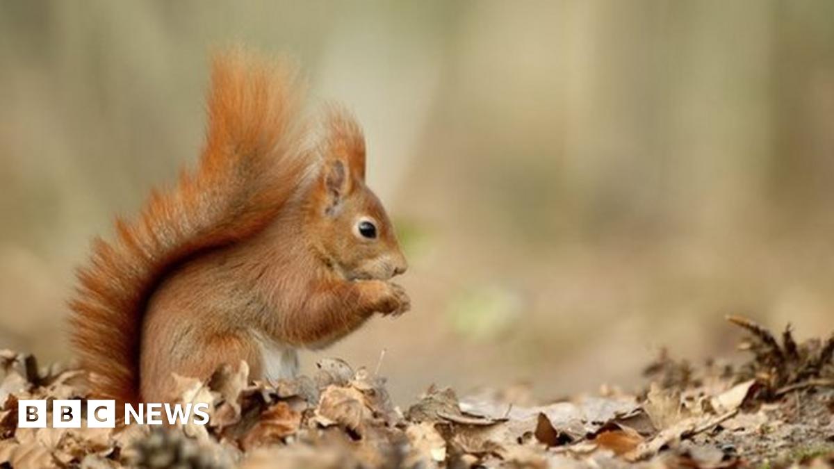 Red squirrel areas may escape squirrelpox virus - BBC News