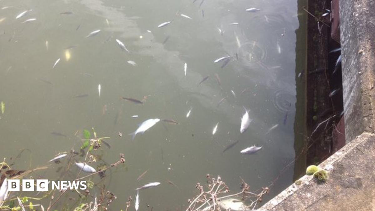 Tidal surge kills thousands of fish - BBC News