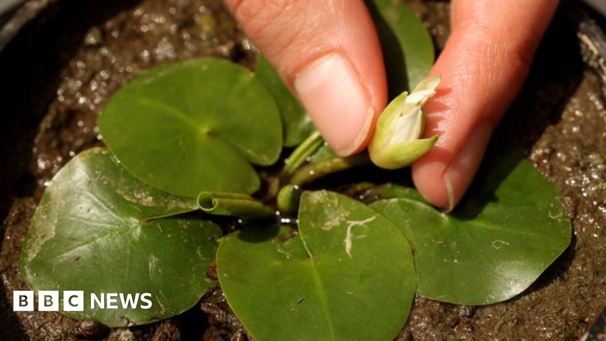 The high-stakes world of rare-plant theft - BBC News