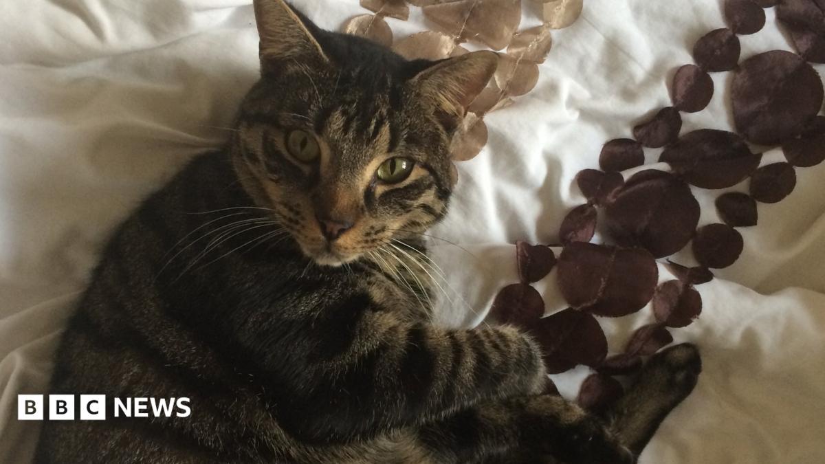 Pet cat beheaded and tail cut off in Tilehurst - BBC News