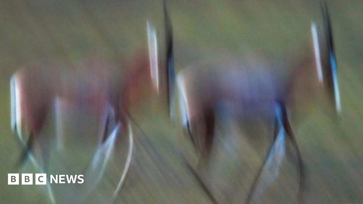 Stampeding antelopes by Neil Aldridge wins top European wildlife photo ...