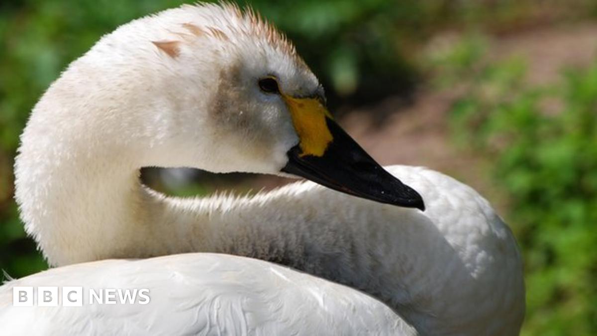 Rare Bewick's swan numbers show 'alarming crash' - BBC News