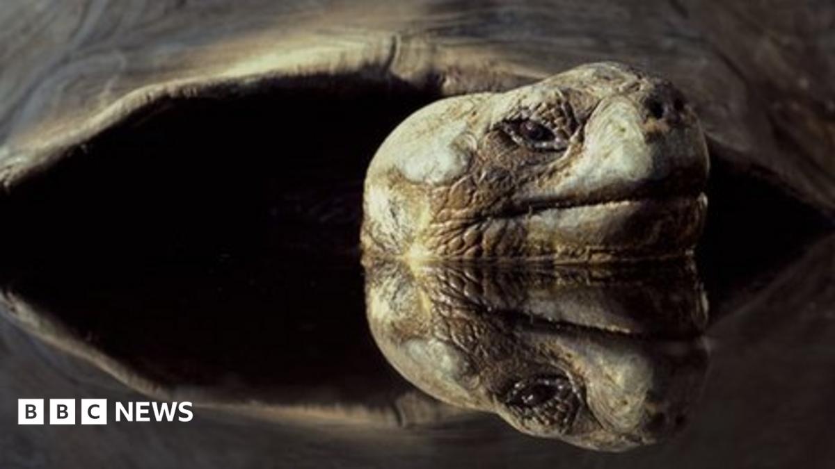 Giant tortoise makes 'miraculous' stable recovery - BBC News