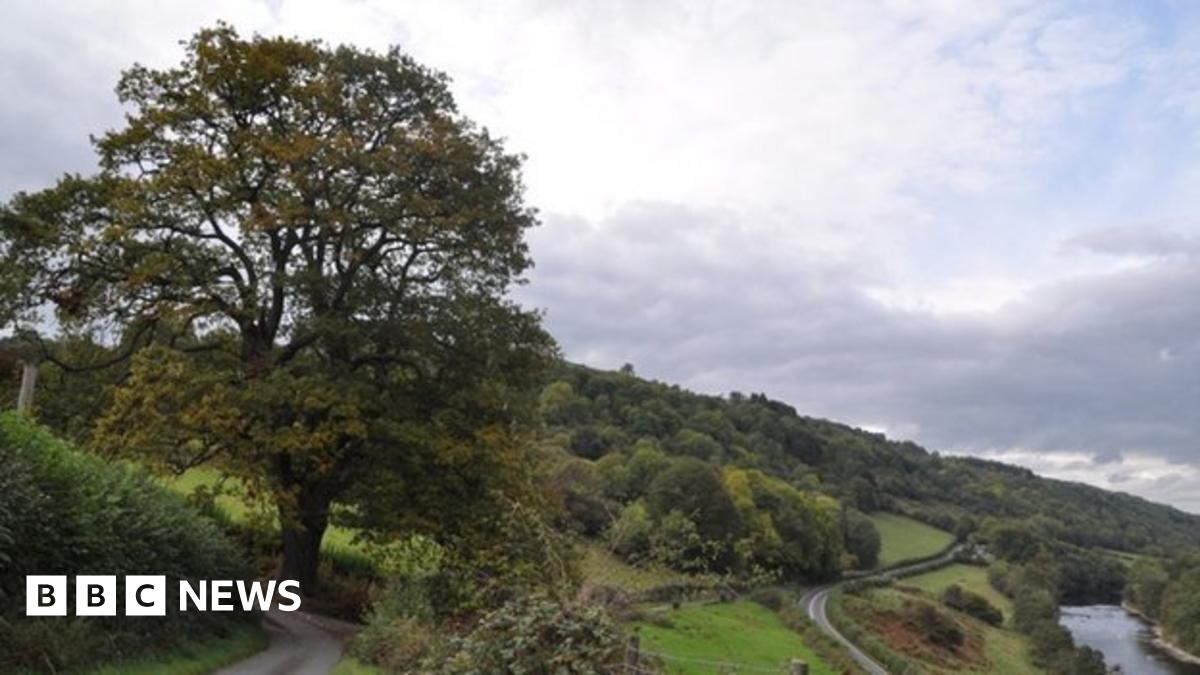 Bid to save ancient Powys oak from the axe - BBC News