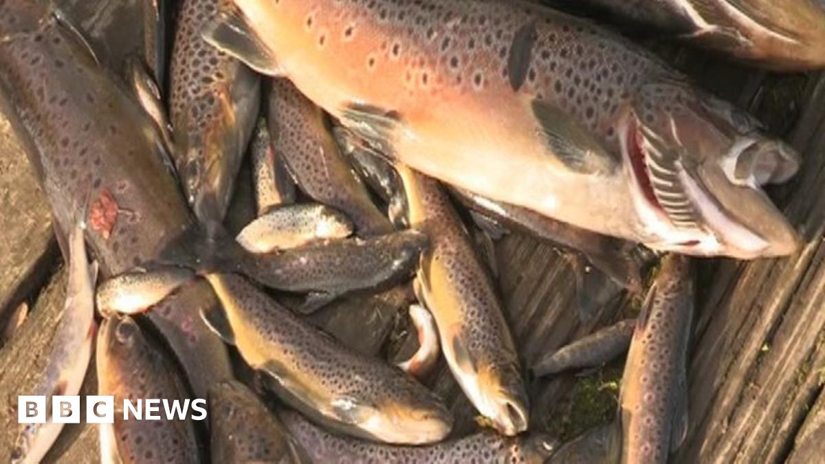 Six Mile Water fish kill: Almost 1,000 fish confirmed dead in 'major ...