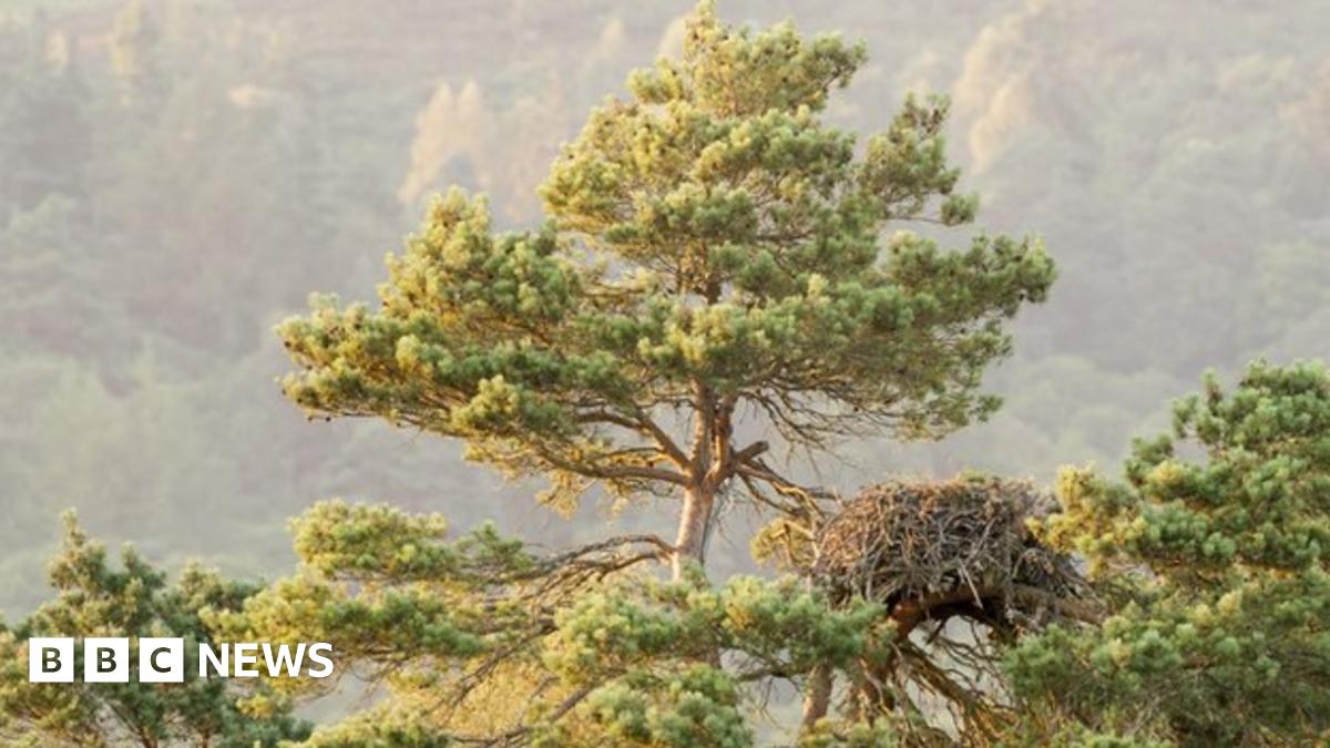 Lady's Tree in Dunkeld named Scottish Tree of the Year - BBC News