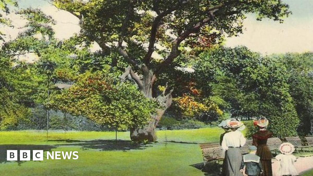 The Allerton Oak: Legends of Liverpool's 1,000-year-old tree - BBC News