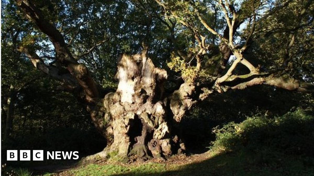 Old Knobbley tree in Mistley a 'sanctuary for hunted witches' - BBC News