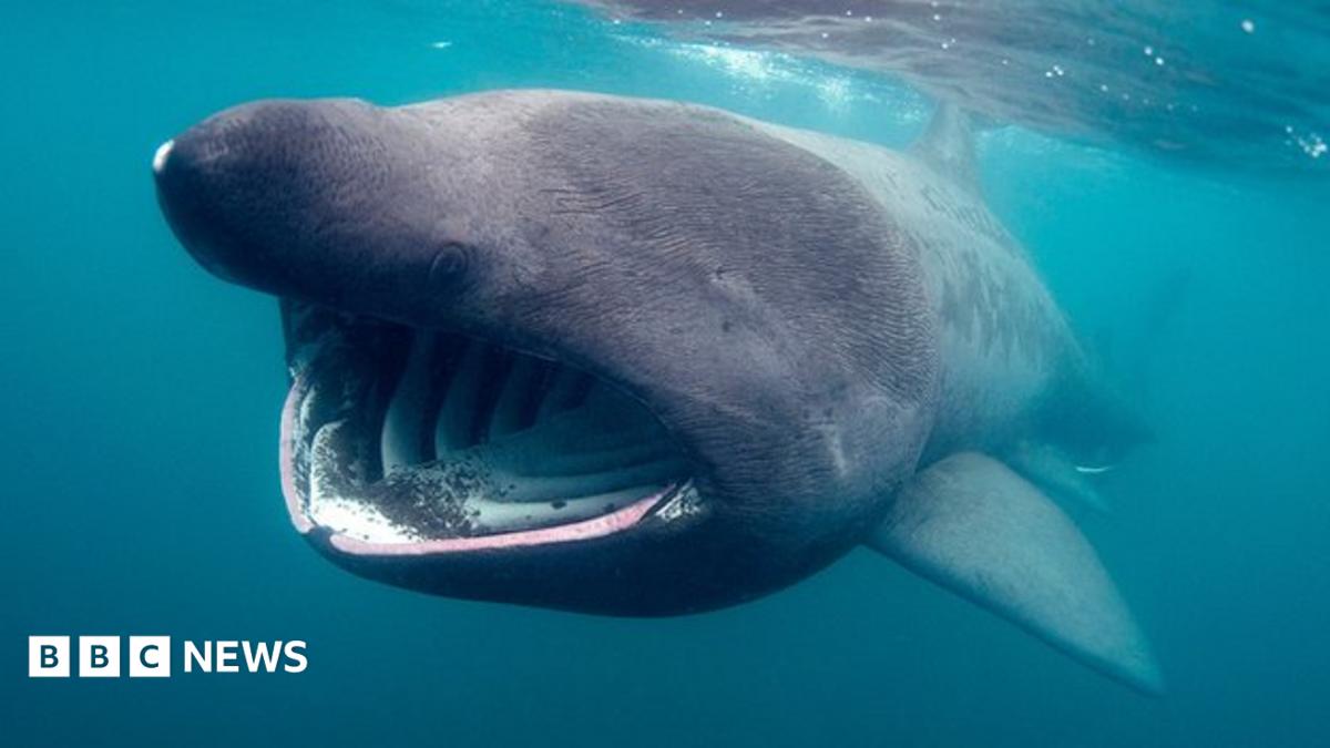 Sea giants need urgent protection - BBC News