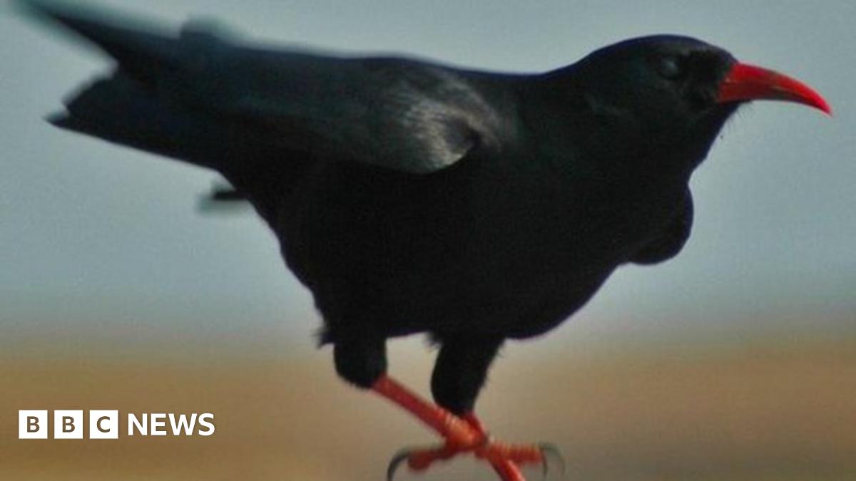 Scientists reveal supper secret of rare choughs - BBC News