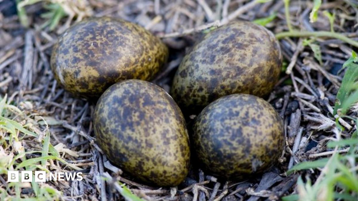 Egg shape 'helped birds survive' asteroid impact - BBC News