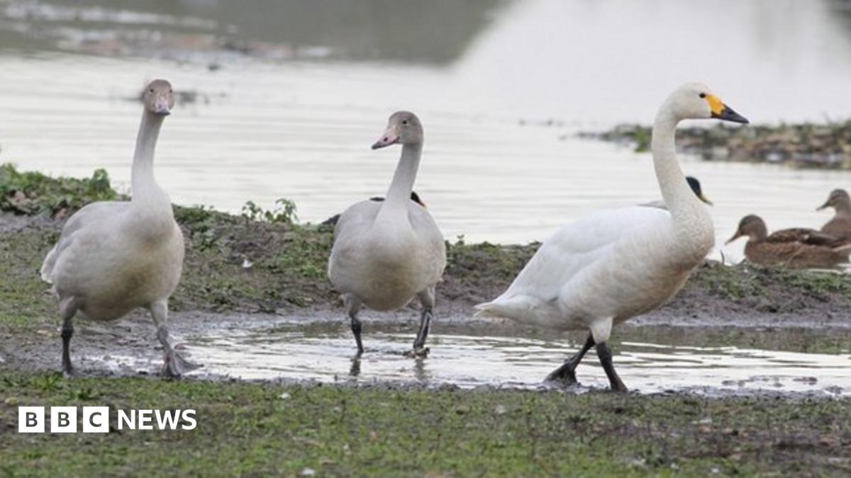 Bewick's swans' arrival at Slimbridge heralds 'late' winter - BBC News