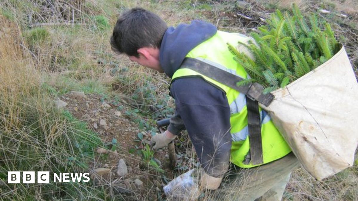 50,000 trees planted in Gethin Woods, near Merthyr Tydfil - BBC News