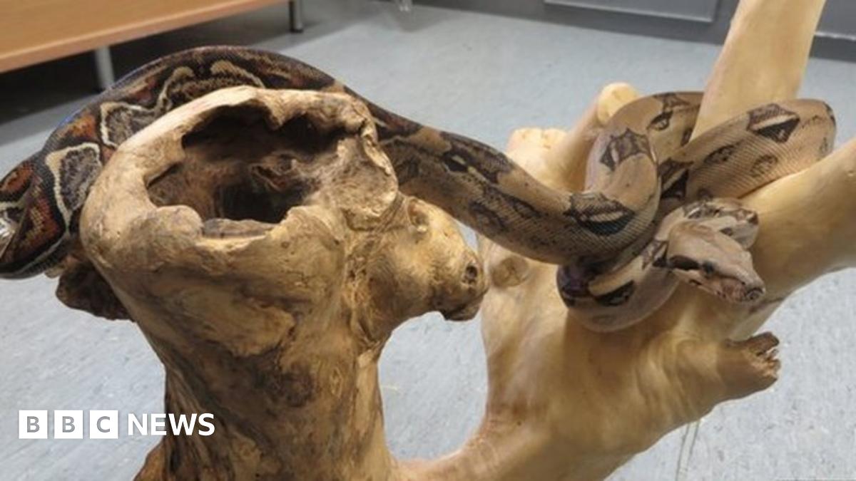 Scottish SPCA centre takes in record number of snakes - BBC News