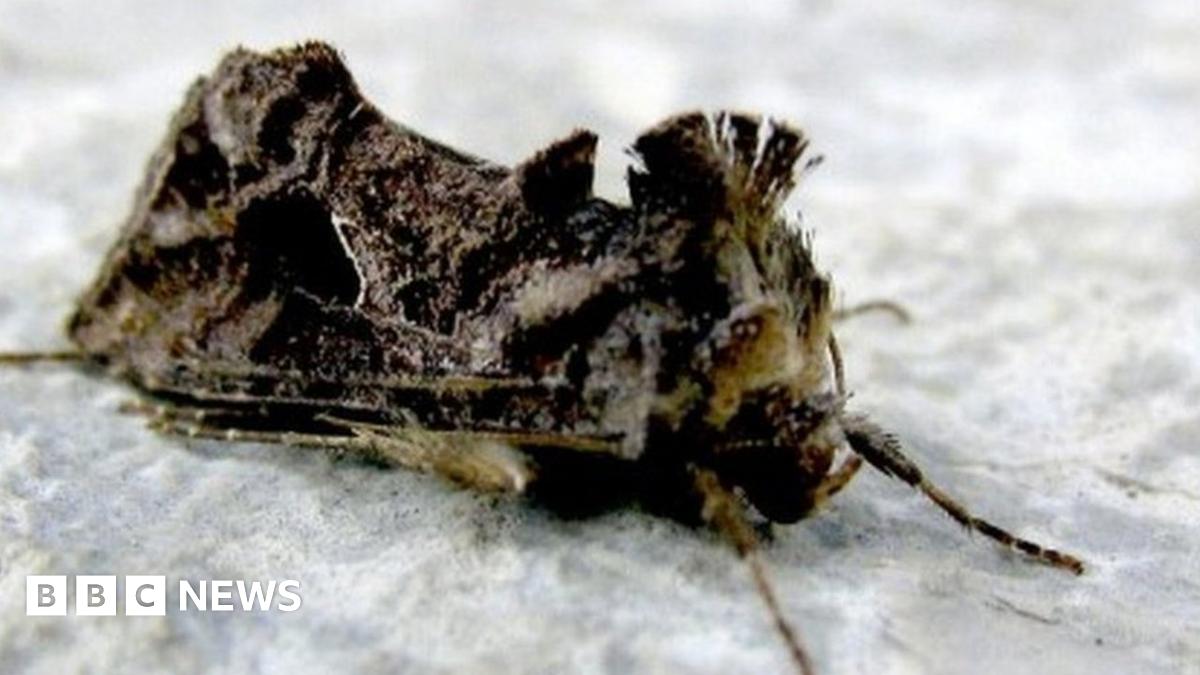 Accent Gem moth in Devon is 'second sighting in UK since 1969' - BBC News