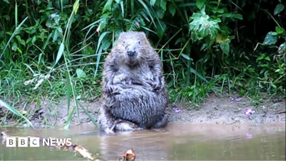 Beavers on River Otter in Devon could stay free - BBC News