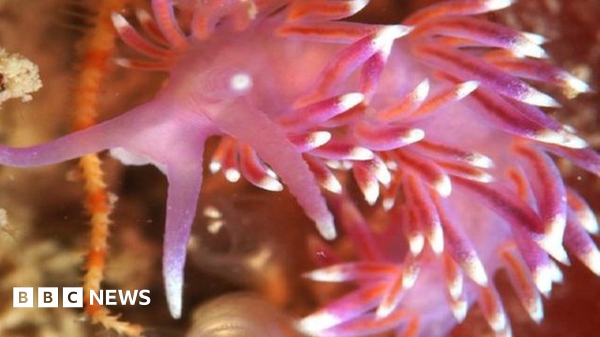 'Spectacular' rare sea slugs found on Pembrokeshire coast - BBC News