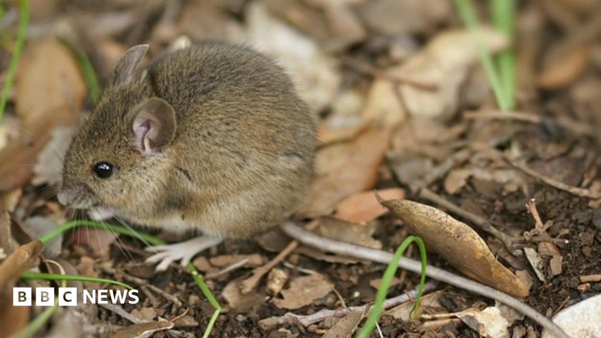China: Men 'release 1,000 mice' in village - BBC News