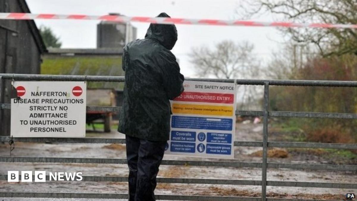 Scotland vigilant after Yorkshire bird flu outbreak - BBC News