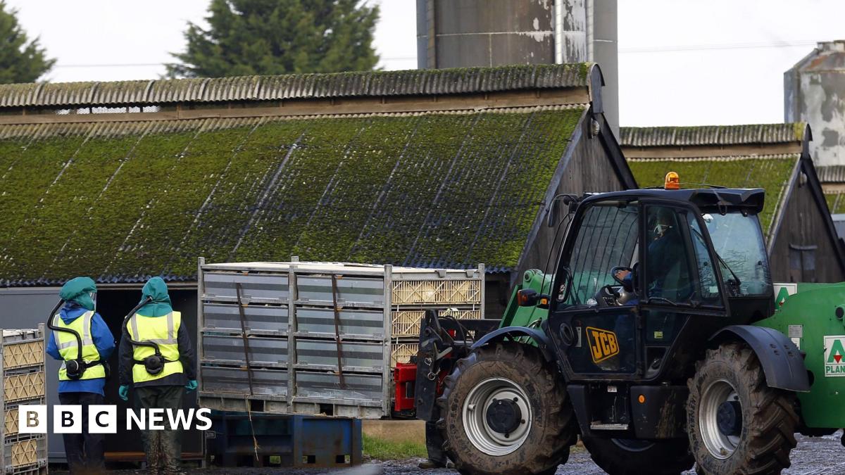 Nafferton bird flu restrictions lifted - BBC News