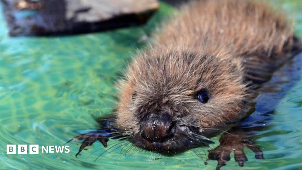 New reports released on Knapdale Scottish Beaver Trial - BBC News