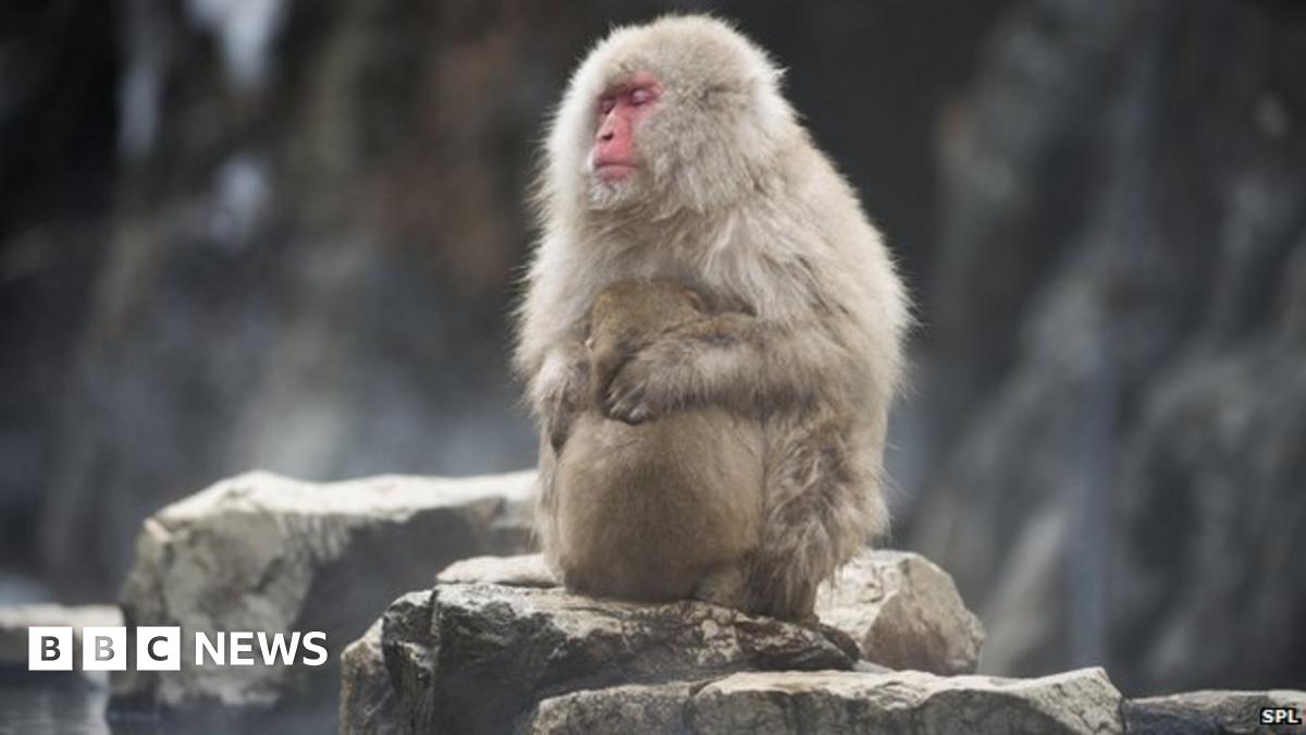 Early sign of yellow fever could lead to new treatment - BBC News