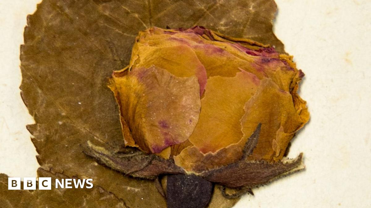 WW1 western front battlefield rose sold for £3,600 at auction - BBC News