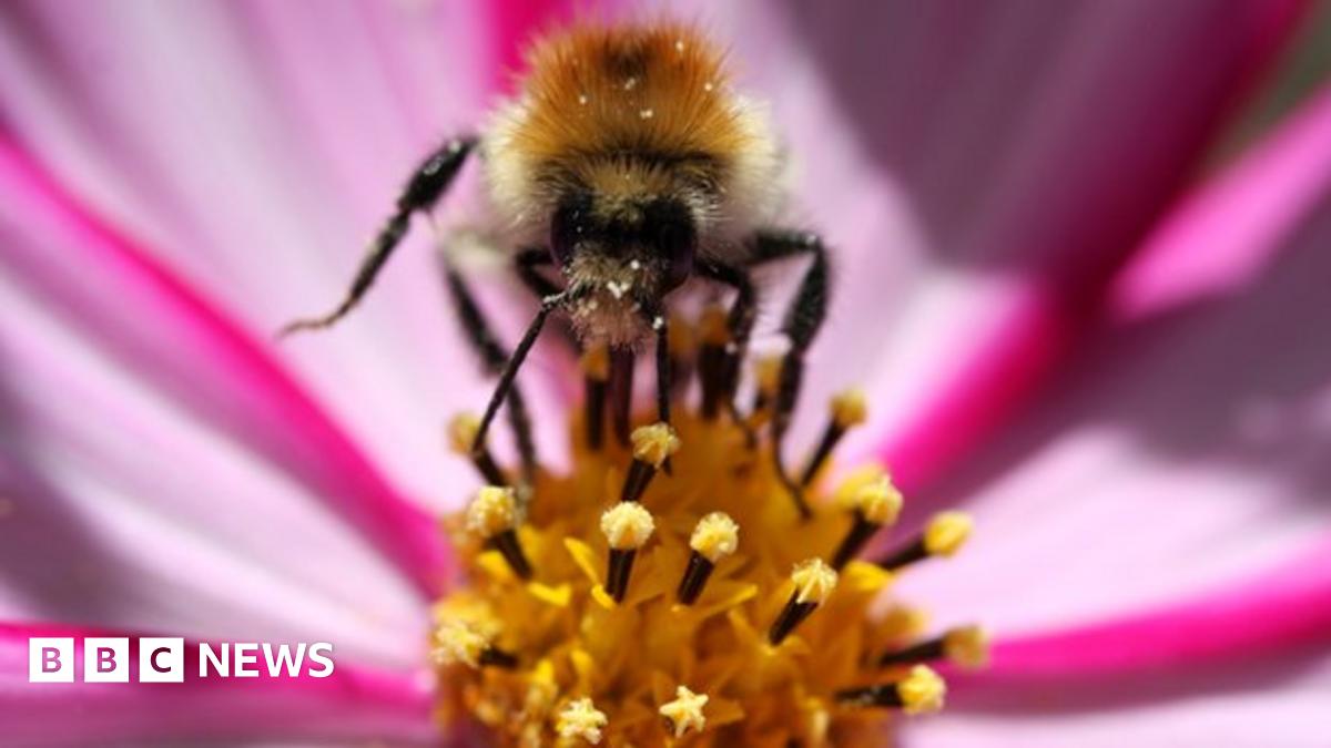 Queen's University scientists: Climate change 'threatens bees' - BBC News