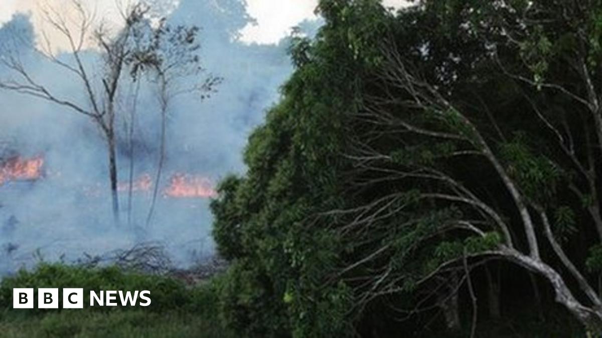 Brazil sees "surprising" deforestation drop in Amazon - BBC News