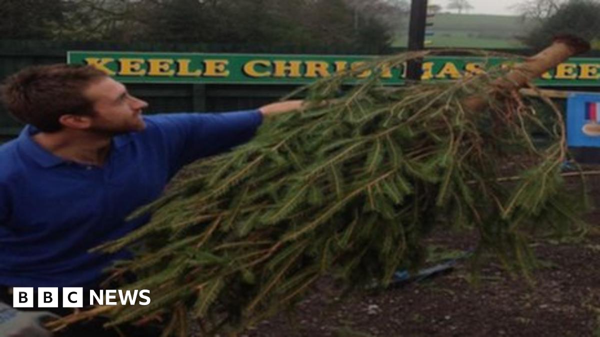 Christmas tree-throwing contest launched near Keele - BBC News