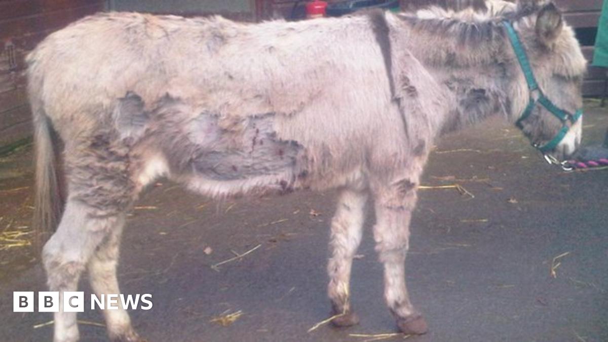 Greenmeadow Community Farm donkey deliberately injured - BBC News
