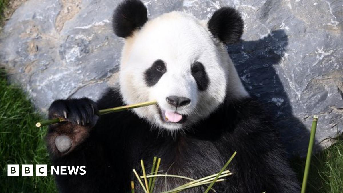 Israel: China 'agrees to gift pandas' to Haifa zoo - BBC News